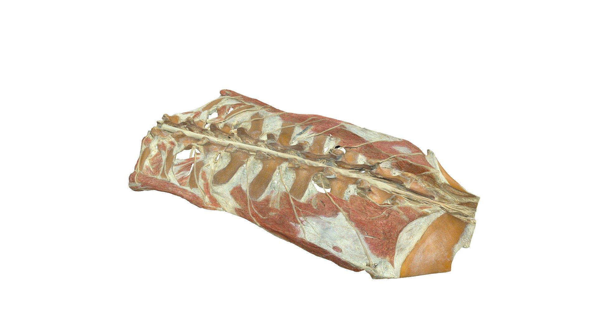 Cow, Spinal column, Spinal cord (plastinate) - 3D model by Vetanat.UZH ...