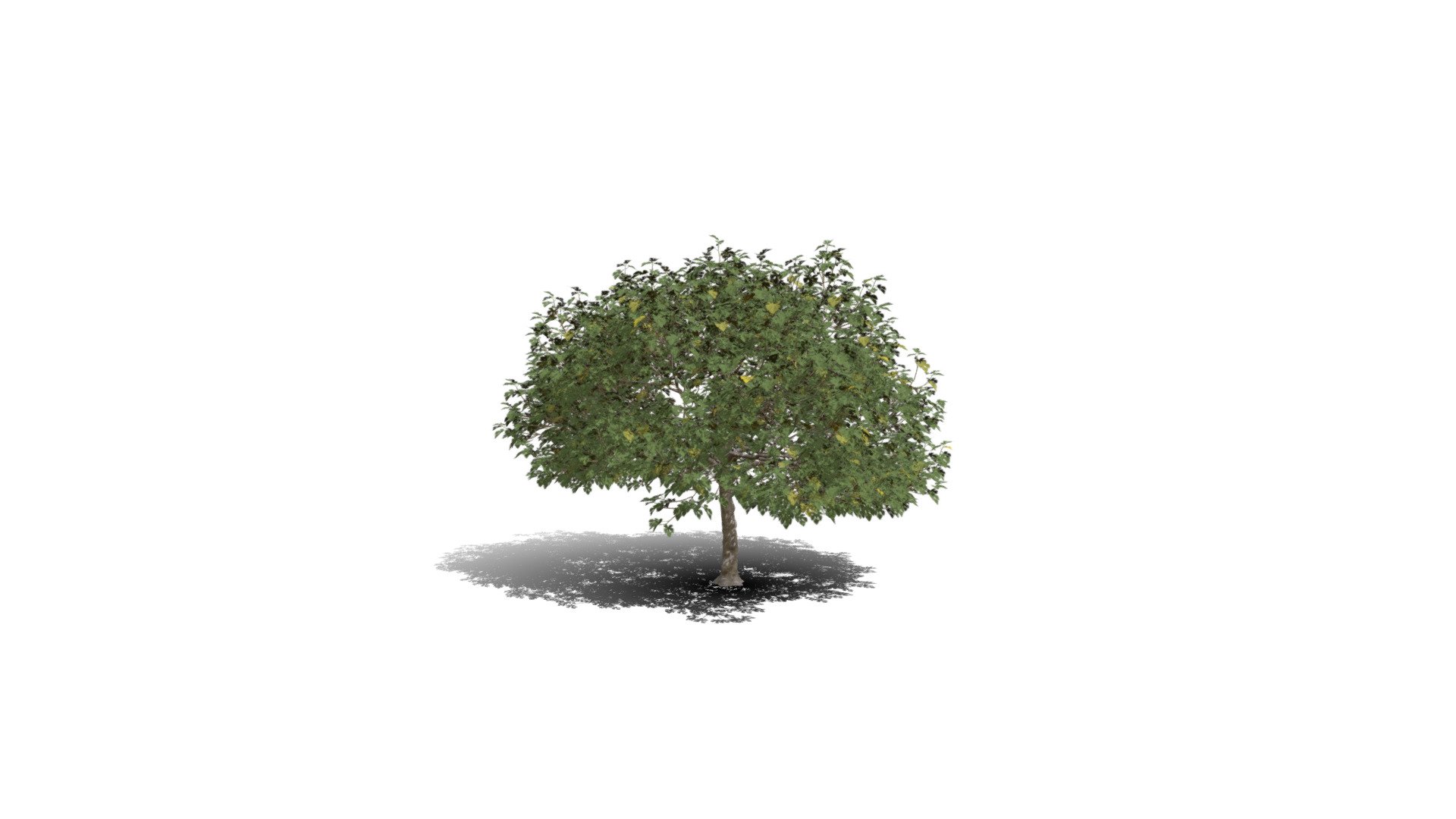 Realistic HD Common fig tree (5/30) - Buy Royalty Free 3D model by ...