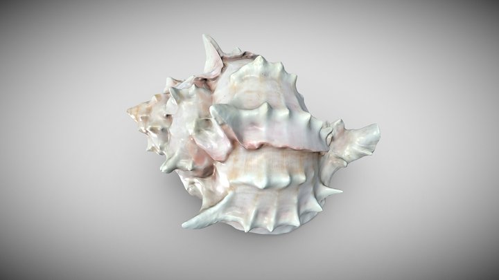 Seashe 3D models - Sketchfab