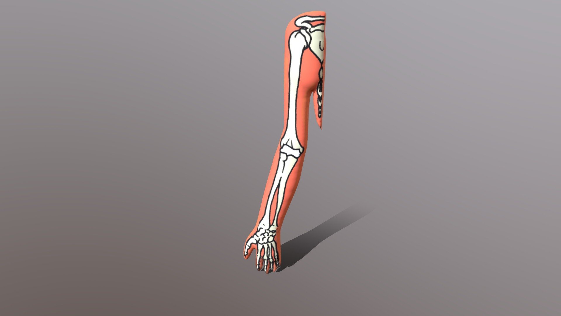 Tulang Lengan pada Manusia - 3D model by imawatisari87 [47ff5e6 ...