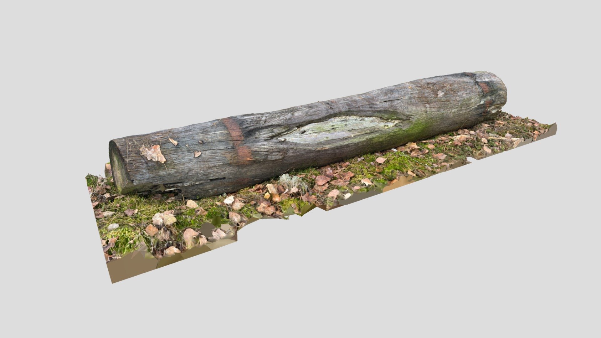Forest log, dry tree, RAW Scan - Download Free 3D model by Boris ...