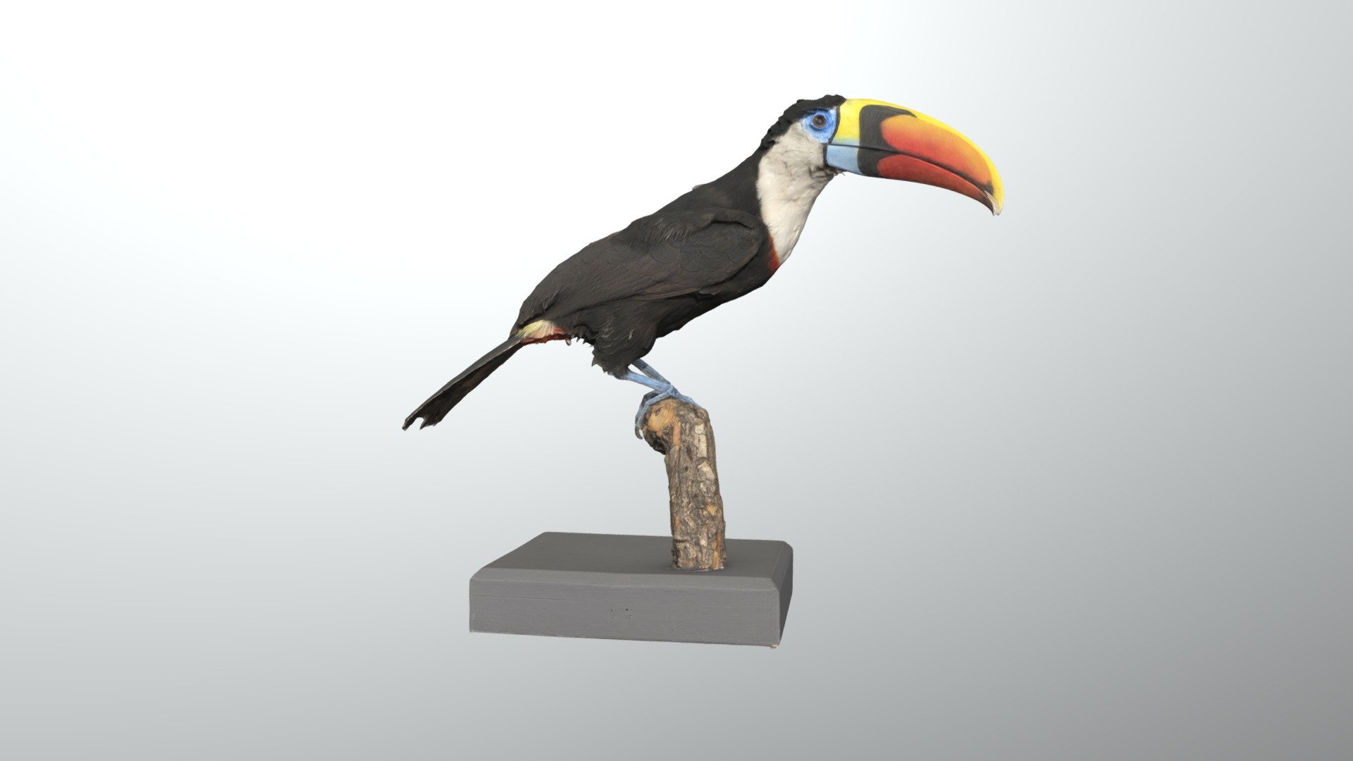 Ramphastos tucanus tucanus - 3D model by Museum Wiesbaden ...