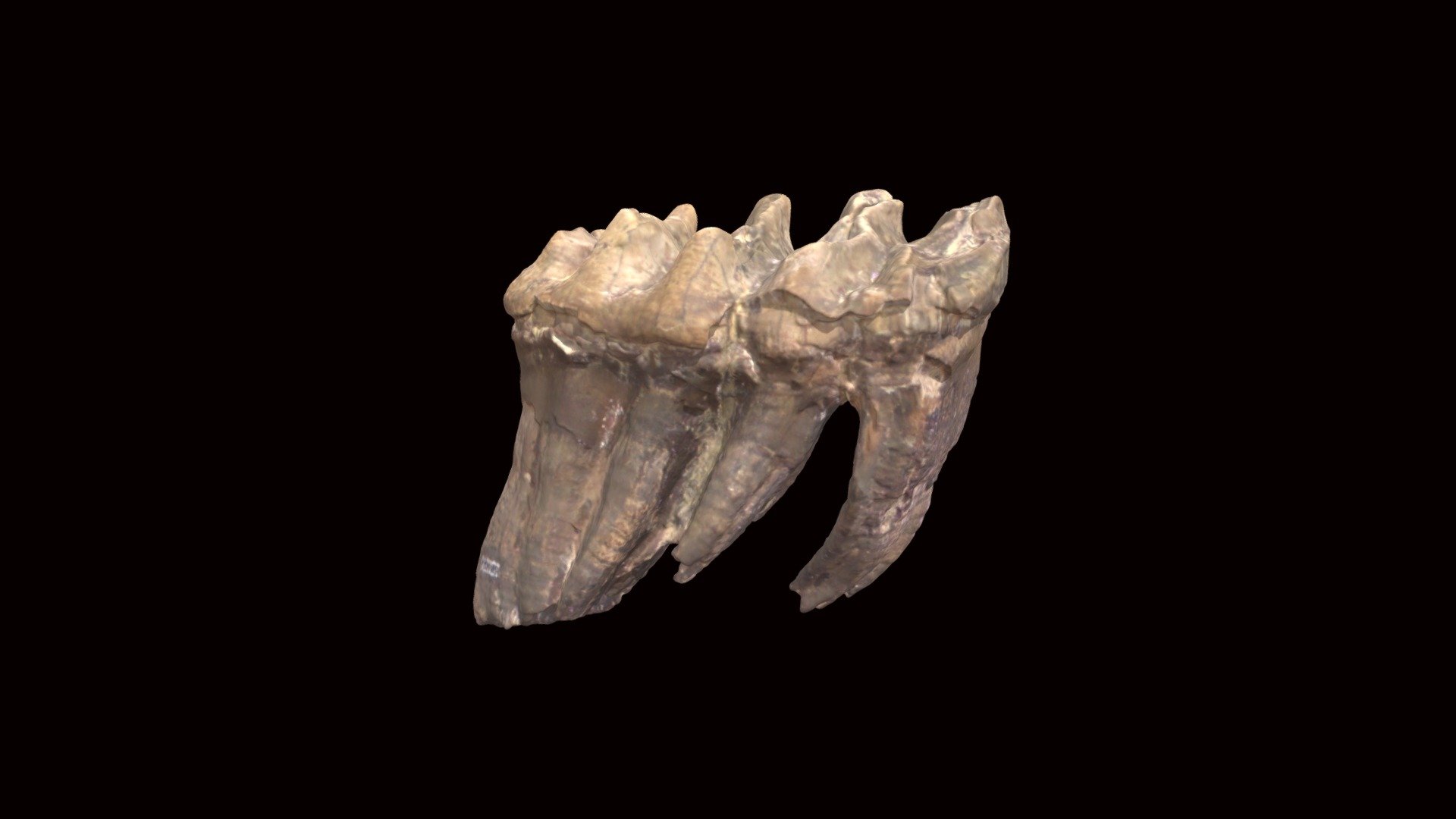 Mastodon Molar (VCU_3D_7836) - Download Free 3D model by Virtual ...