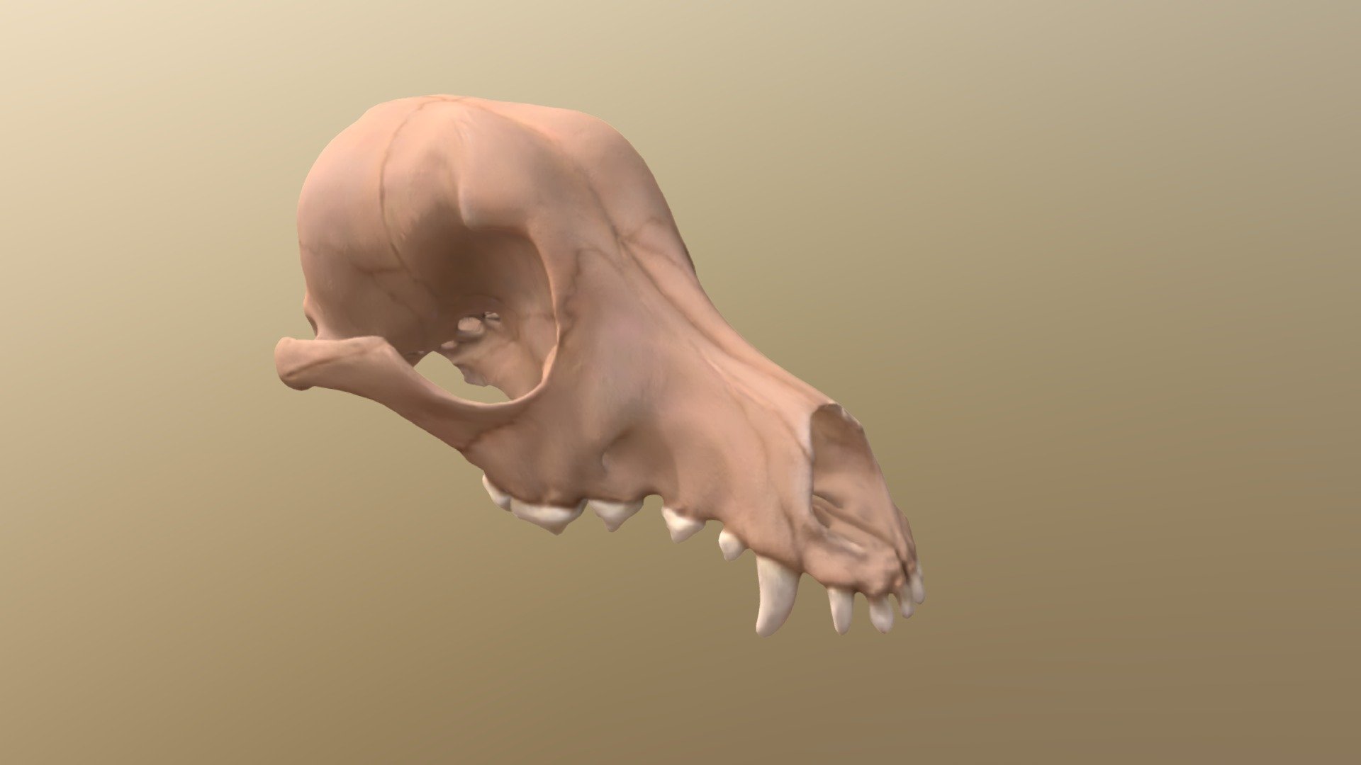 Dog Skull - 3D model by VBbioviz [48064b4] - Sketchfab