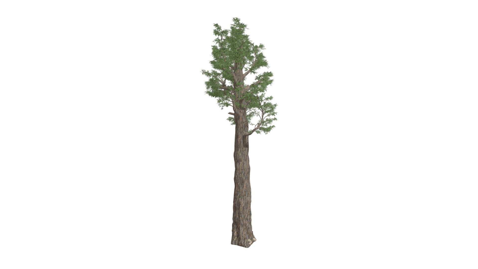 Giant Redwood Tree #07 - Buy Royalty Free 3D model by meshshape ...