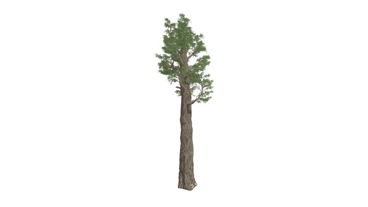 Giant-redwood 3D models - Sketchfab