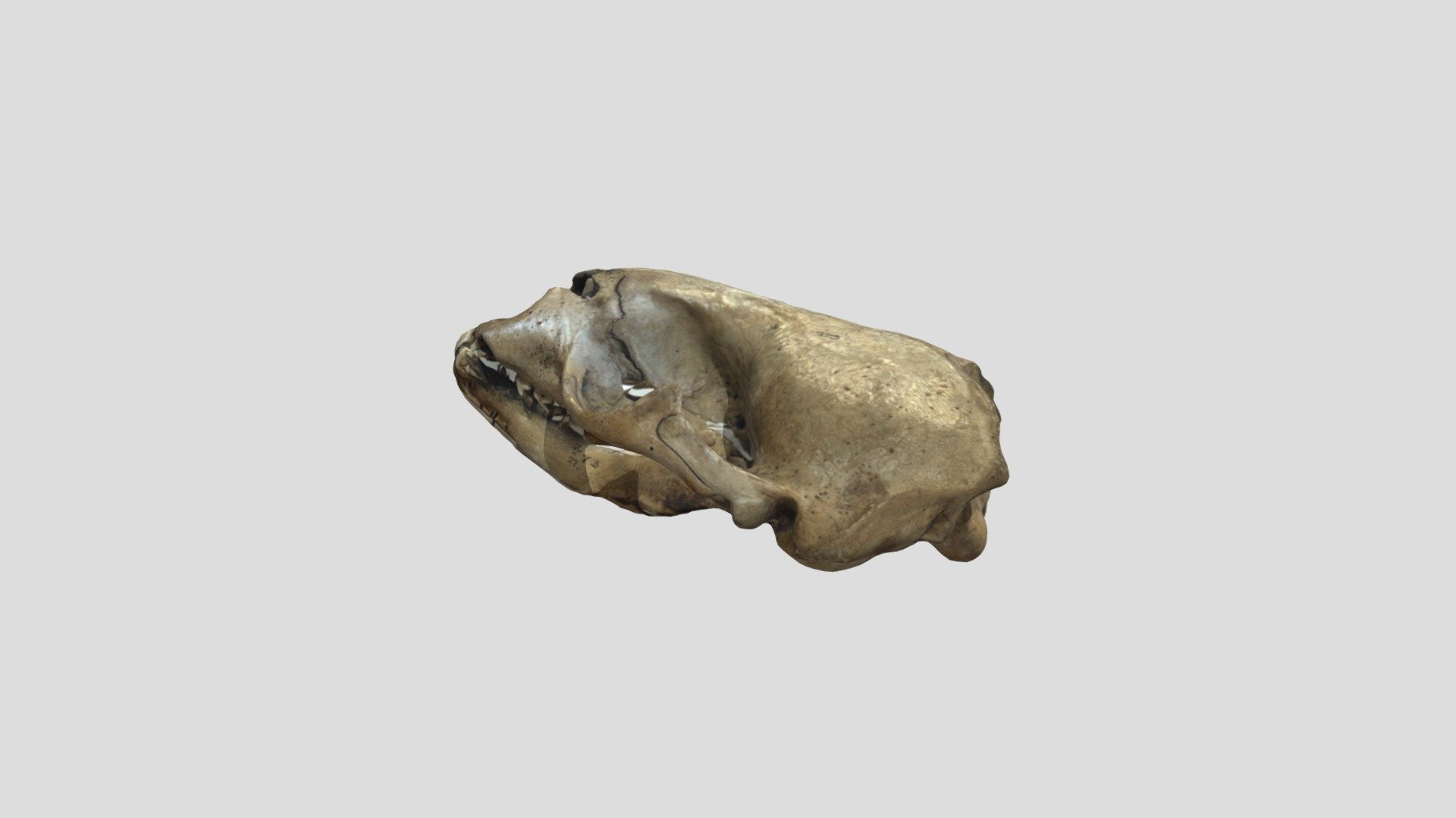 seal skull? - 3D model by lydiajb [480e476] - Sketchfab