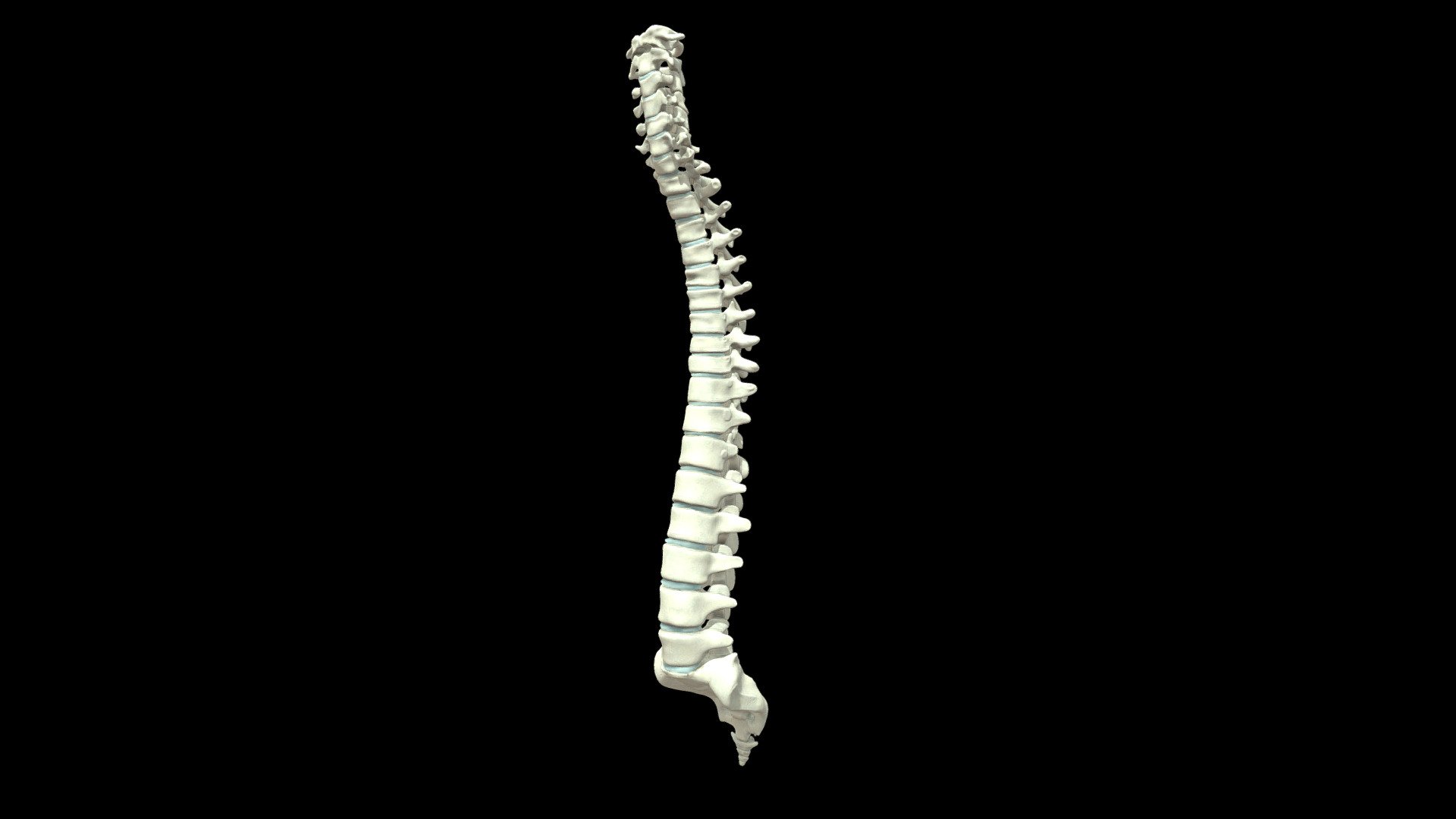 Human Vertebral Column with Intervertebral Discs - Buy Royalty Free 3D ...