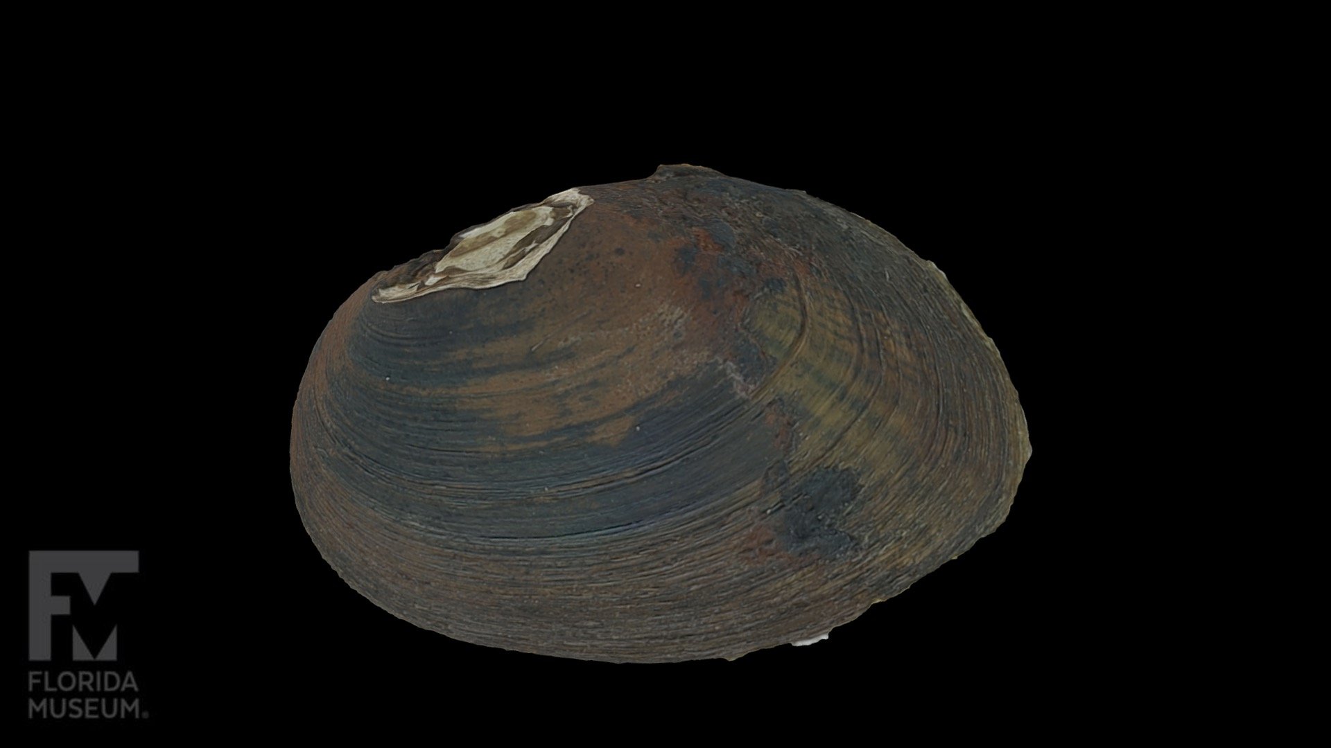 Choctaw Bean - Freshwater Mussel - 3D model by FloridaMuseum [4816a0d ...