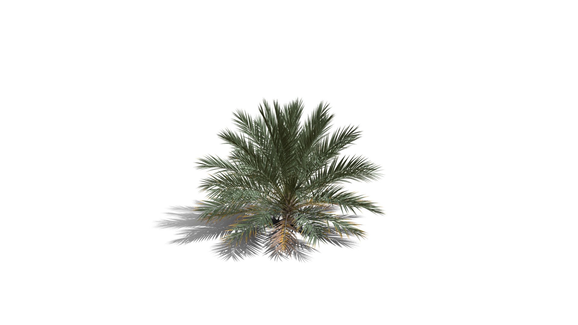 Realistic HD Date palm (2/78) - Download Free 3D model by PlantCatalog ...