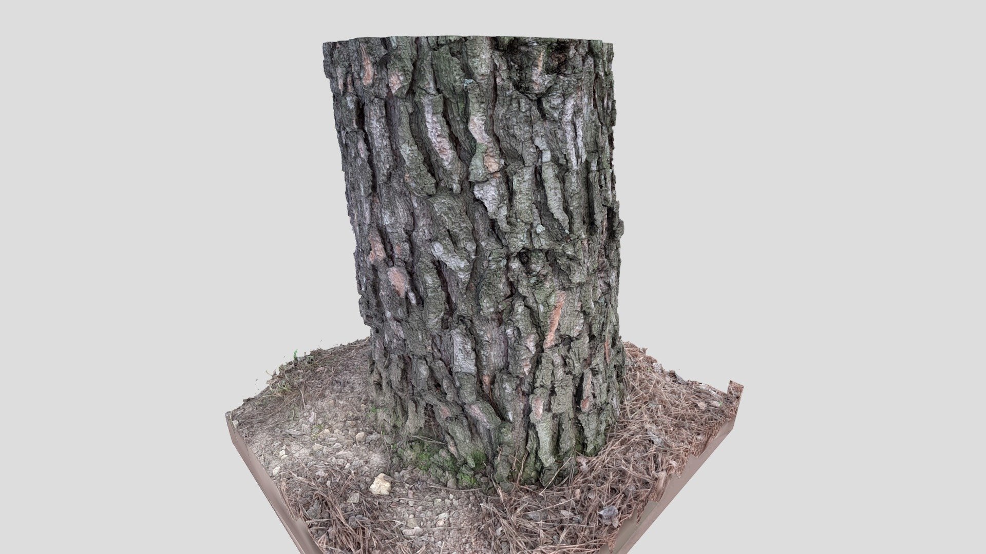 pine tree - Download Free 3D model by ScanLife [481dec0] - Sketchfab
