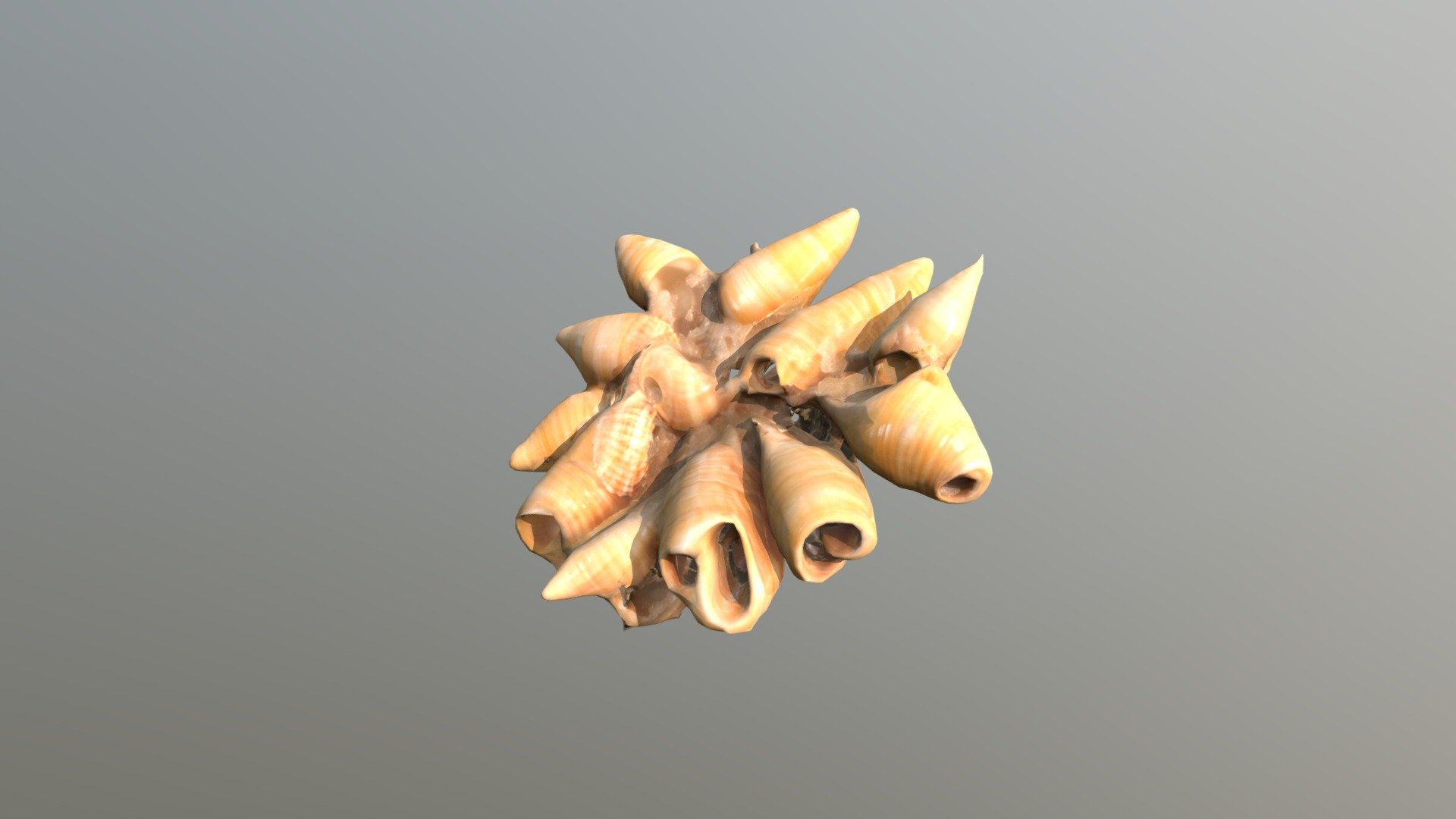 Conch Cluster Formation - Download Free 3D model by Theodorus Aries ...
