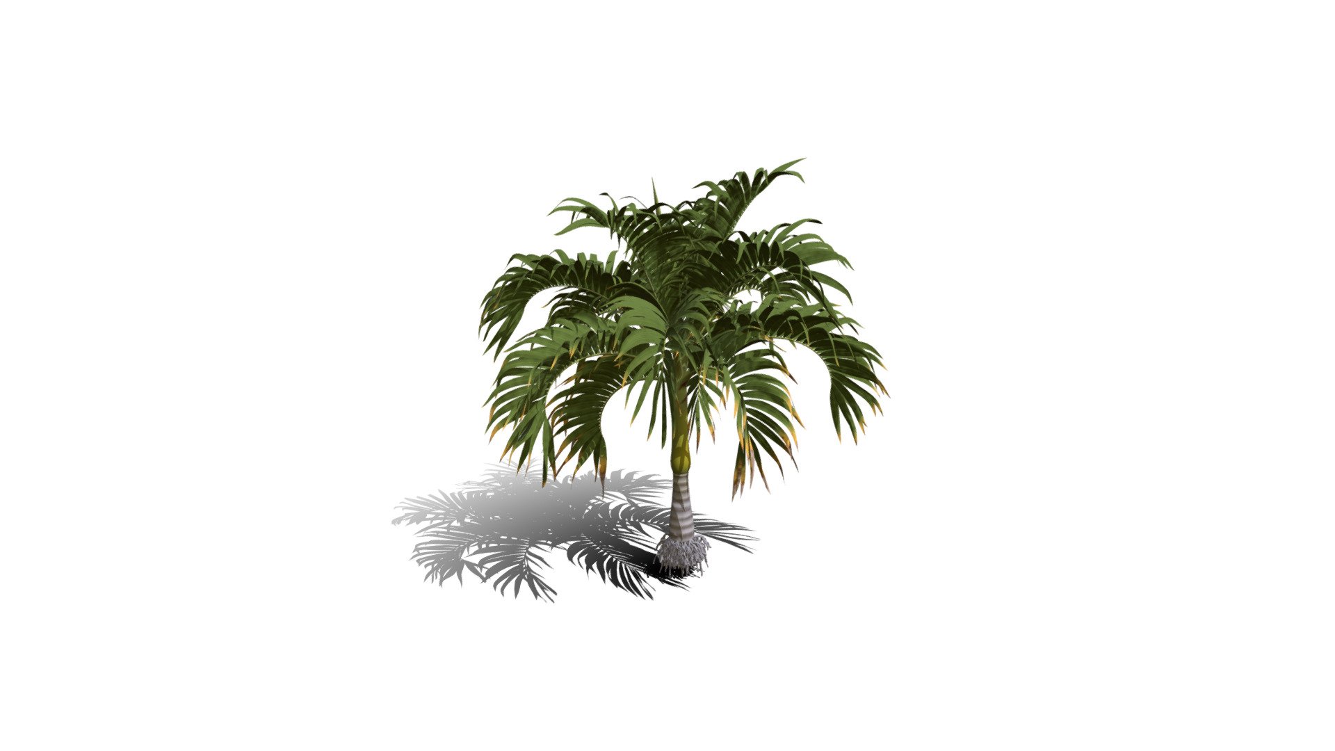 Realistic HD Christmas palm (1/35) - Download Free 3D model by ...