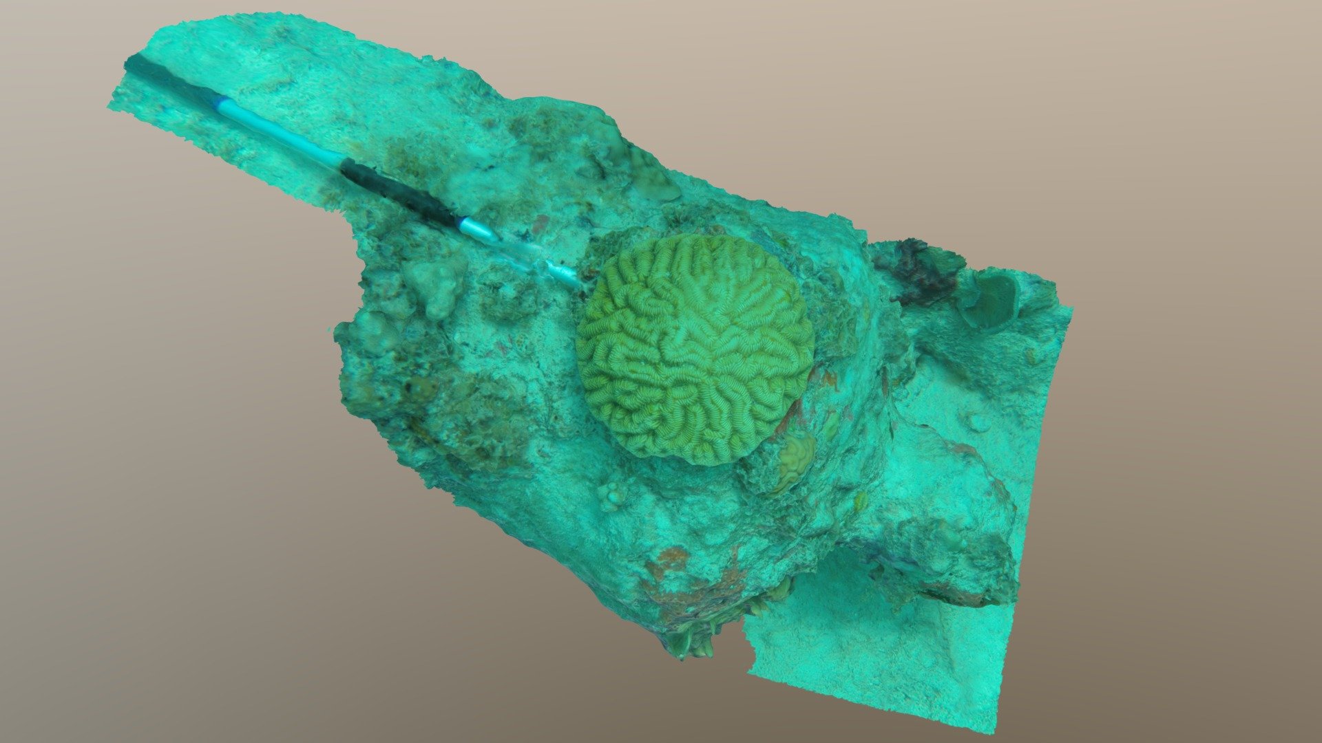 Meandrina meandrites on GUAP Cannon 7 - 3D model by Indiana University ...