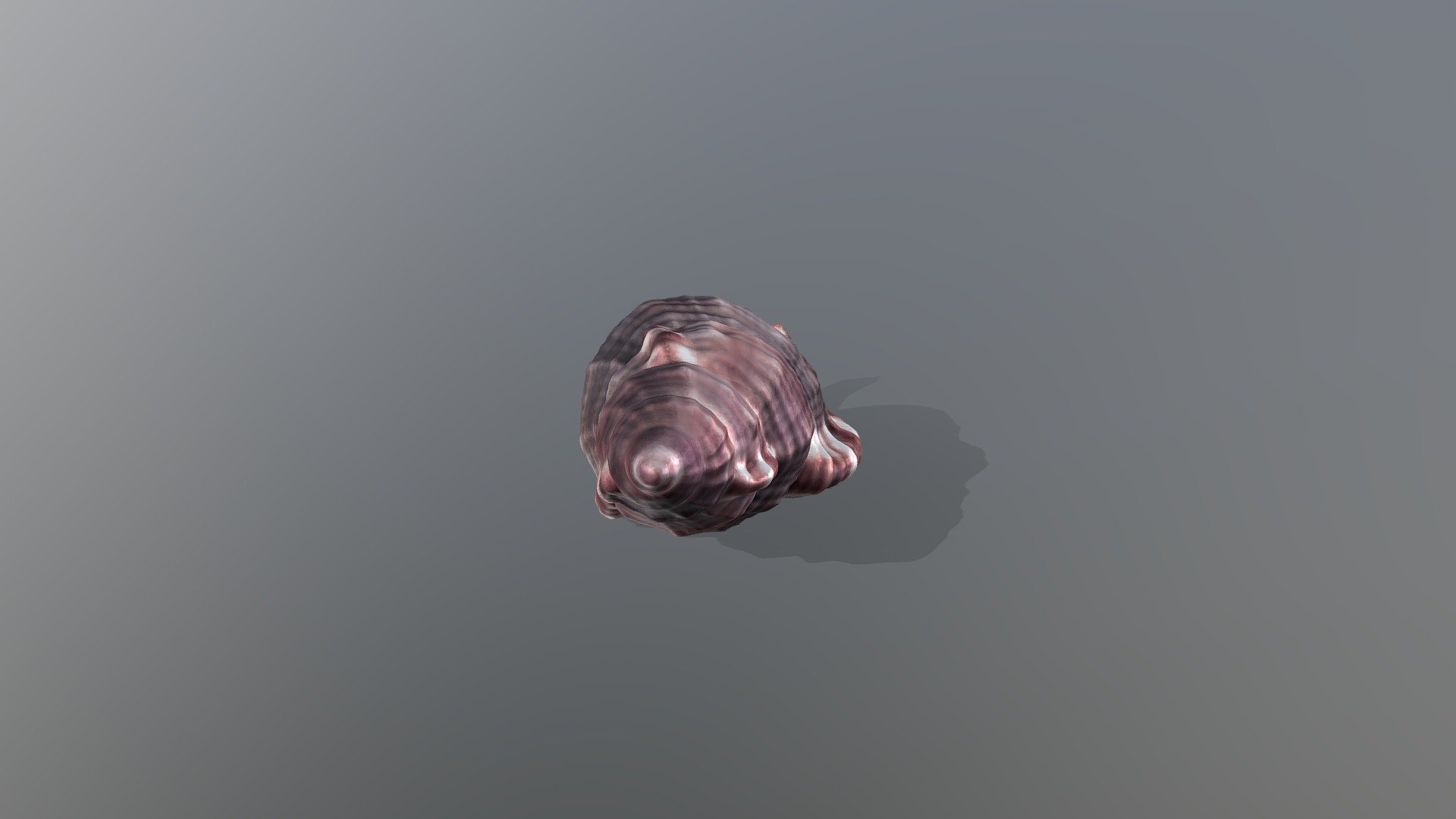 Shell scan - 3D model by Kevin_edw2002 [4828f9c] - Sketchfab