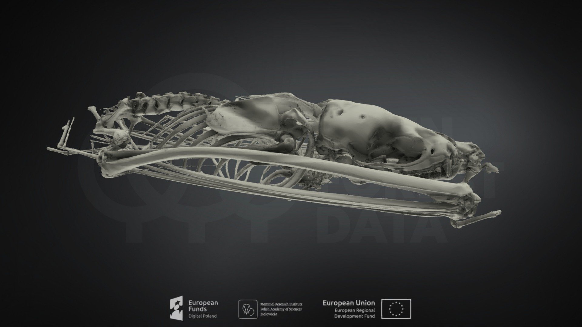 Vespertilio murinus (Parti-coloured Bat) - Download Free 3D model by ...