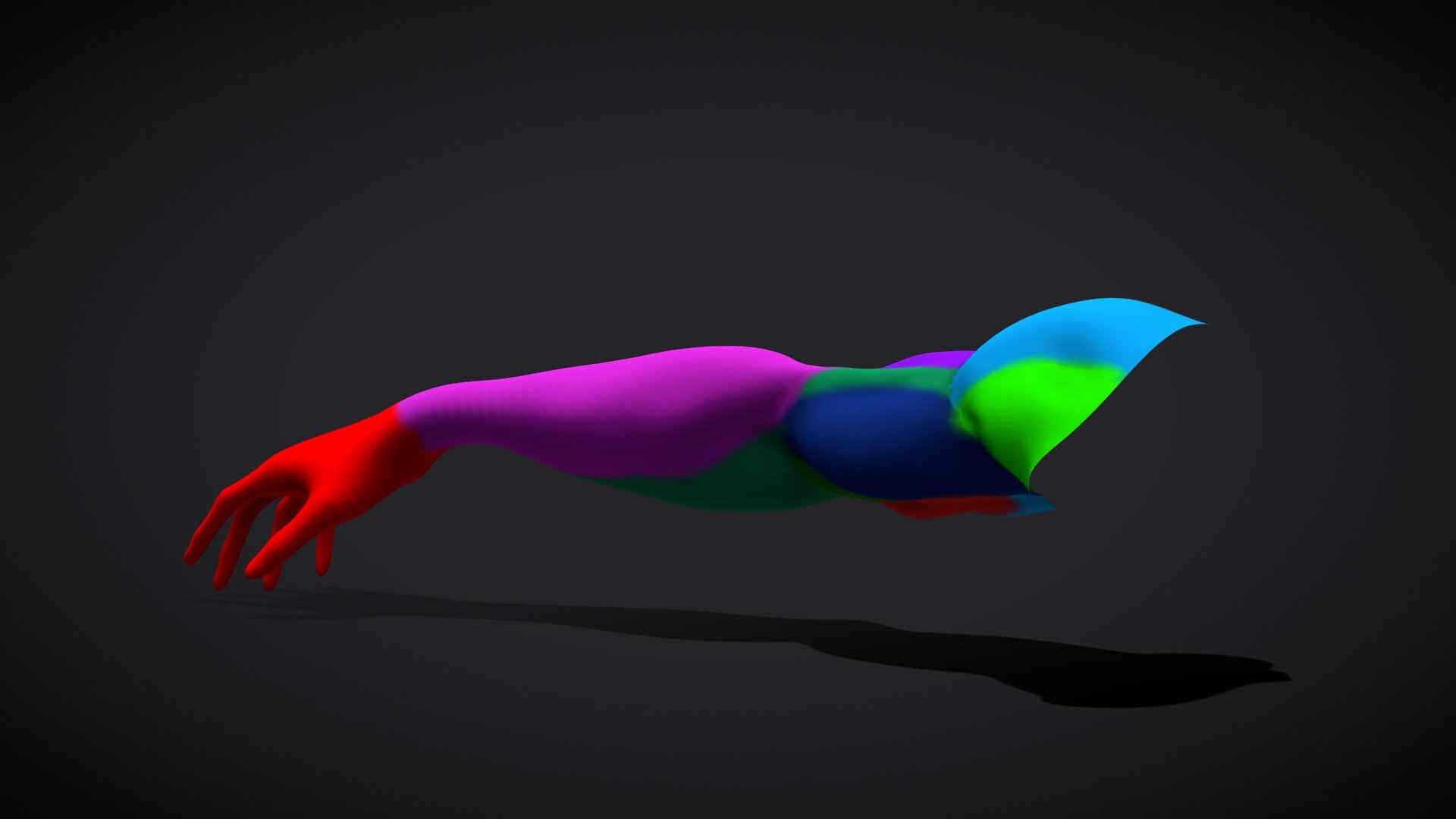 Arms-anatomy - 3D model by like0 [482d8cd] - Sketchfab