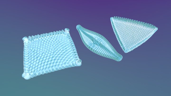 Diatom 3D models - Sketchfab
