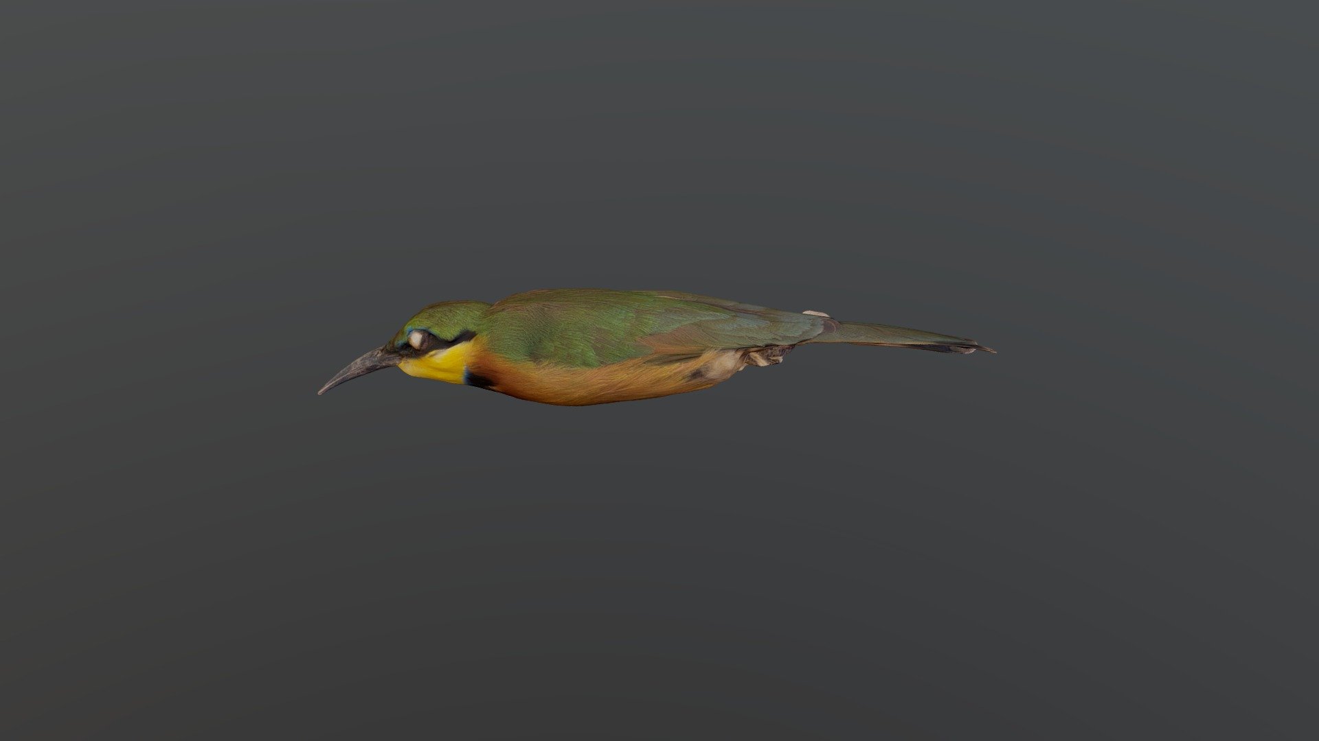 Little Bee-eater - Merops pusillus - Download Free 3D model by MooreLab ...
