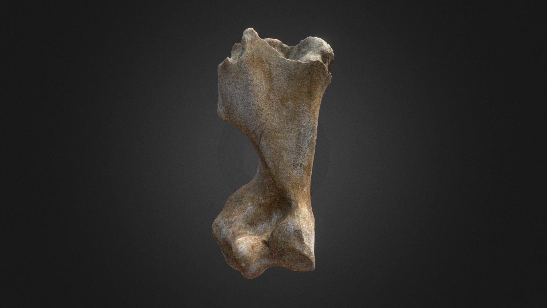 Woolly Rhino Humerus - Buy Royalty Free 3D model by Olof Moleman ...