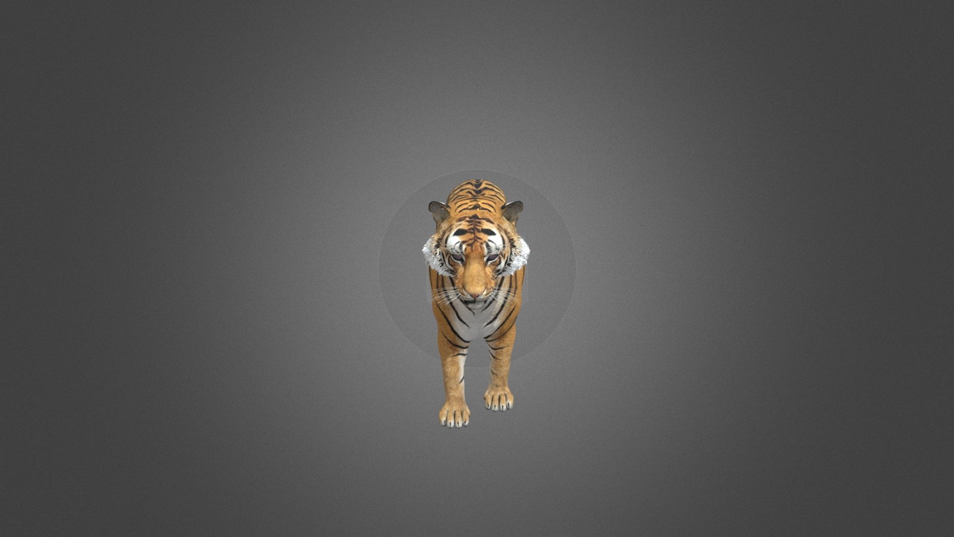 tiger-animation - 3D model by carinedd [483bafb] - Sketchfab