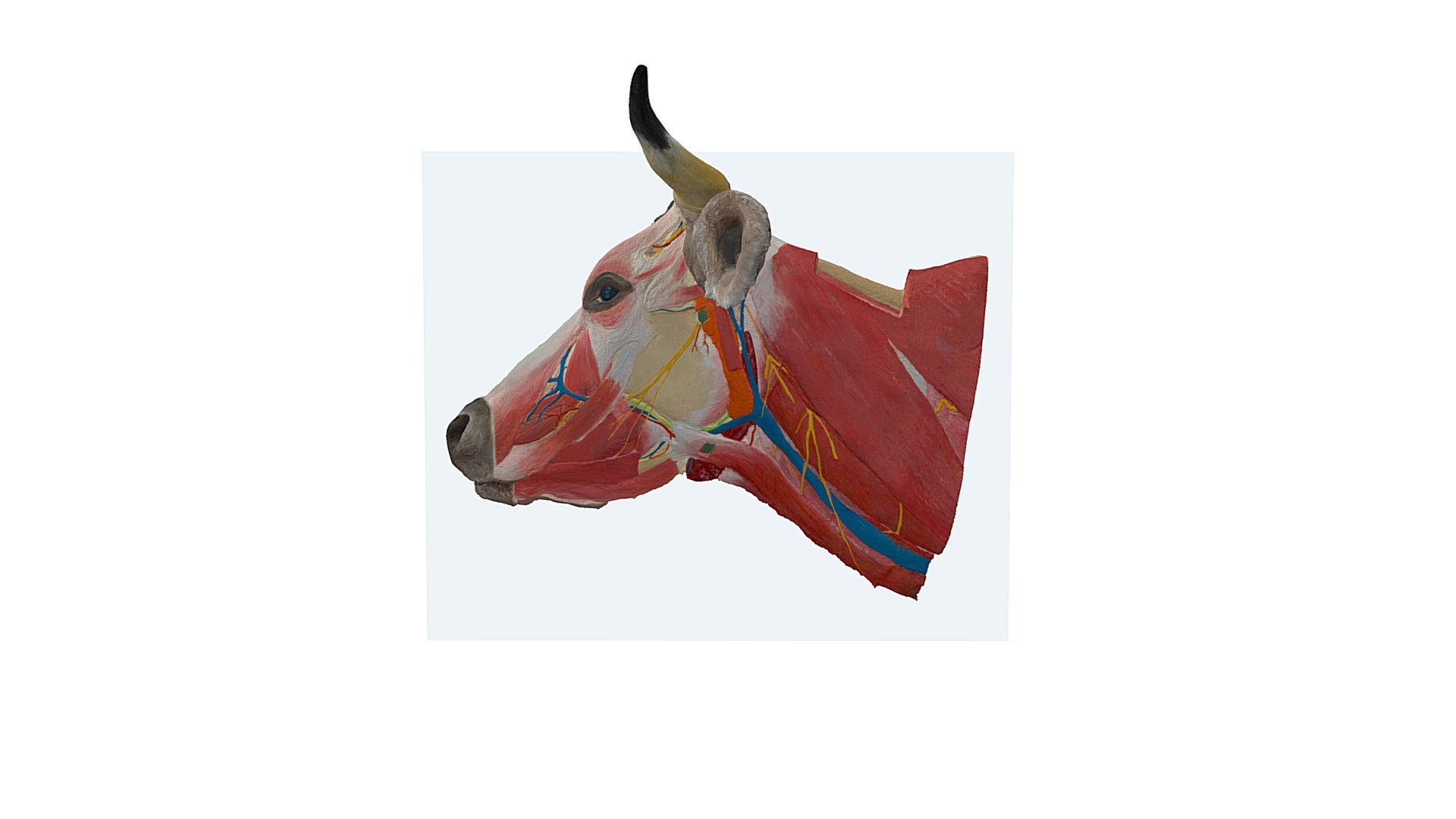 Cow, Head, Neck, Topography (model) - 3D model by Vetanat.UZH [484800d ...