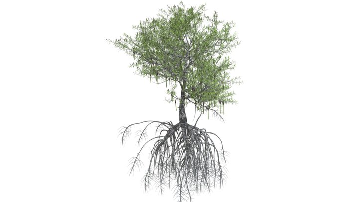 Mangrove 3D models - Sketchfab