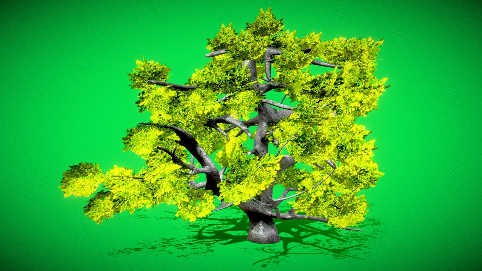 Simple Beech Tree - Download Free 3D model by rhcreations [484f6f4] - Sketchfab