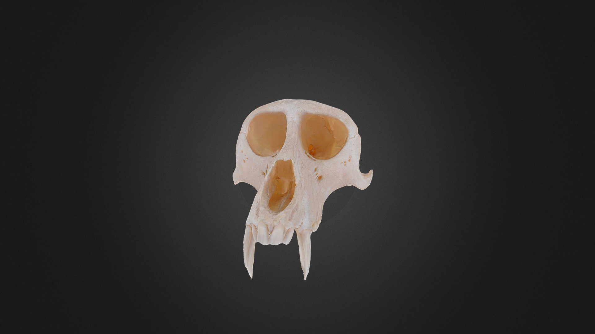 VG&M Collection: Gibbon Cranium - 3D model by Archaeology, Classics and ...