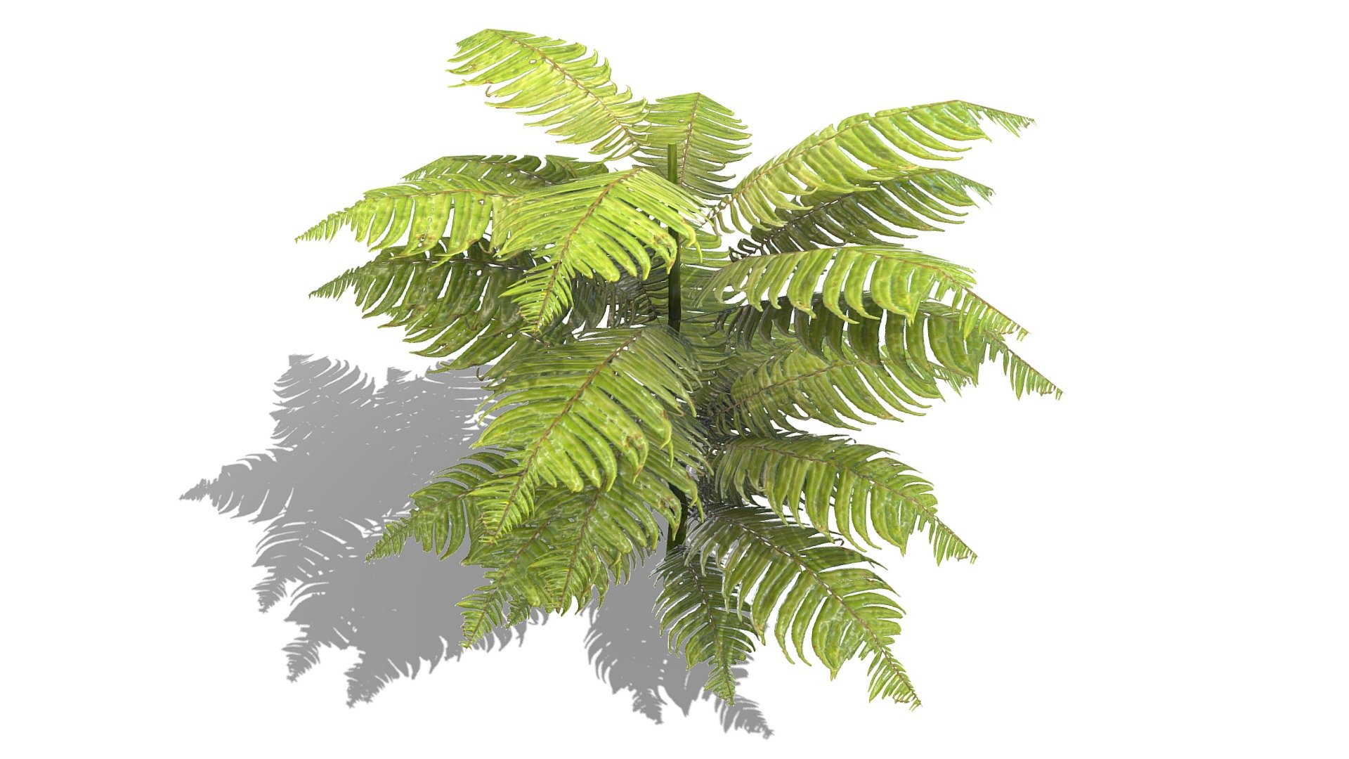Fern - Buy Royalty Free 3D model by Studio Lab (@studiolab.dev ...