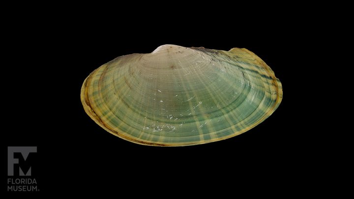 Mussel 3D models - Sketchfab