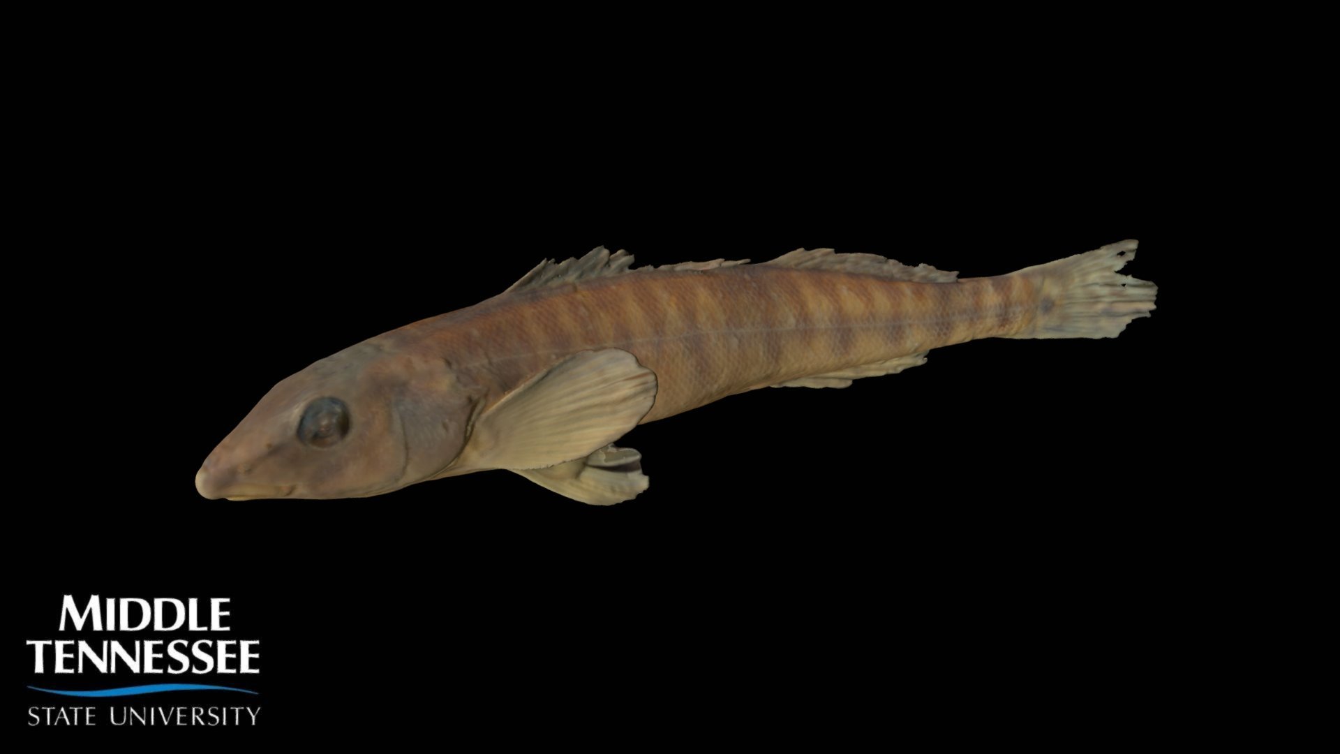 Logperch - Percina caprodes - Download Free 3D model by MTSUichthyology ...