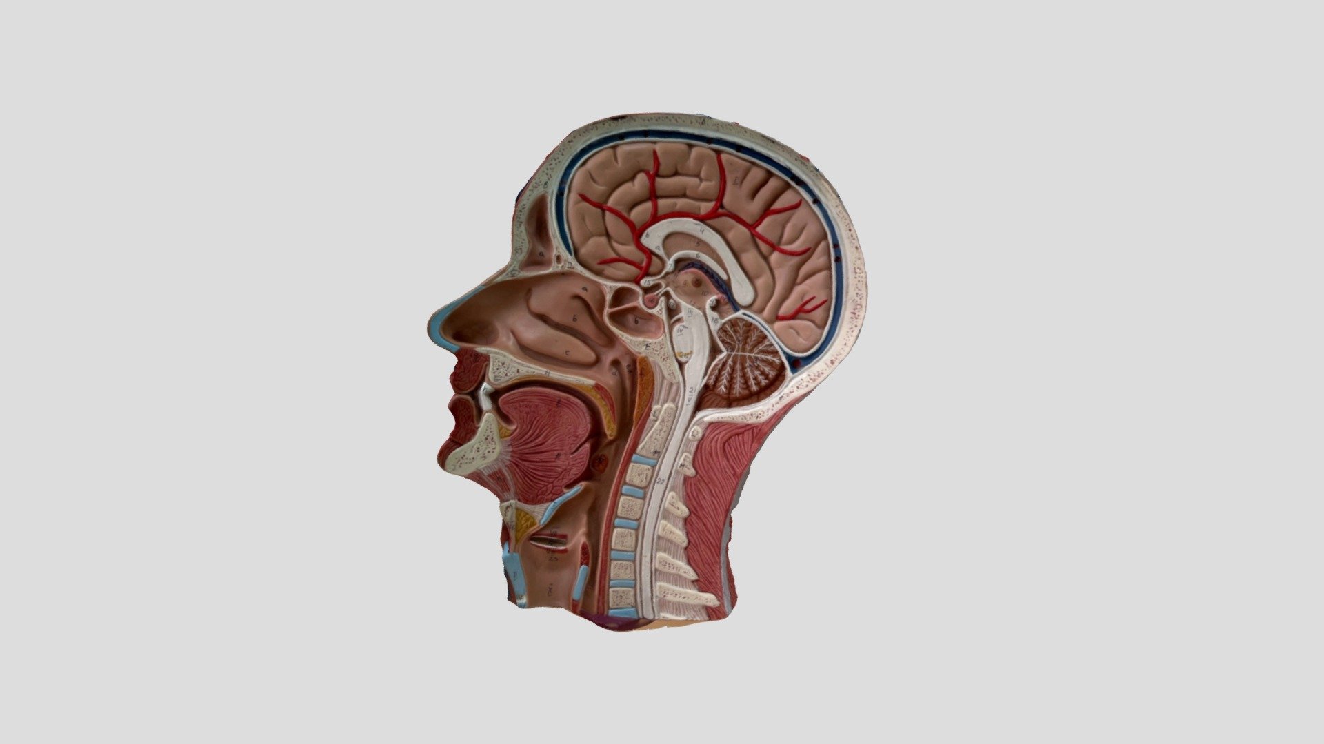 Head And Neck Sagittal Section - 3D model by virtual_lab [48588c2 ...