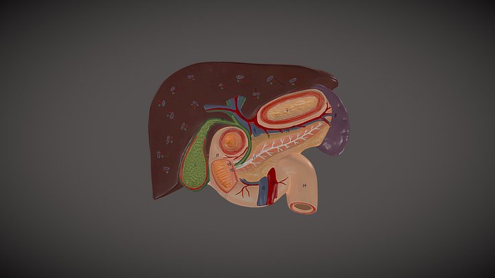 Gallbladder 3D models - Sketchfab