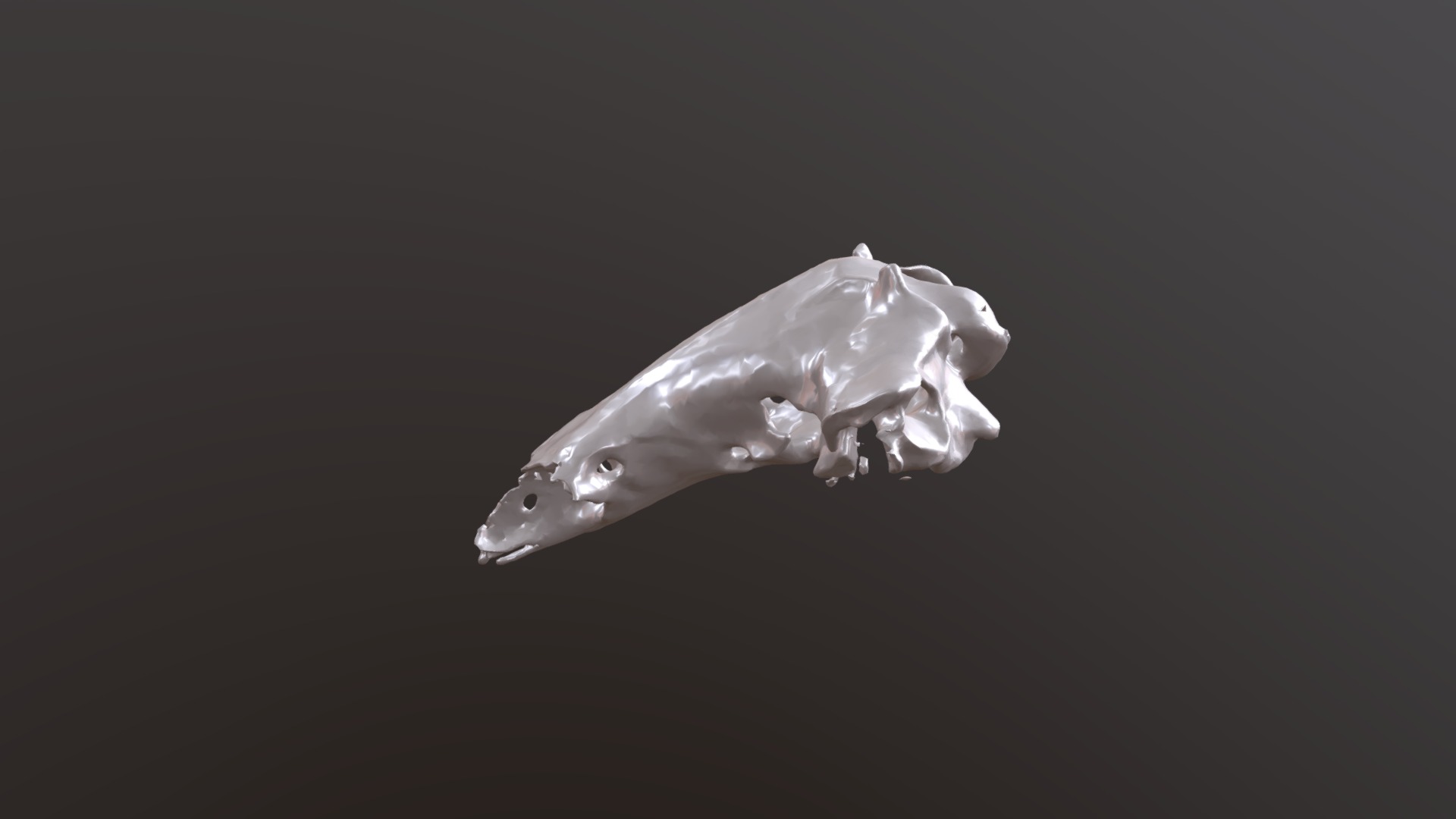 Xenopus epitropicalis neurocranium - 3D model by Blackburn Lab ...