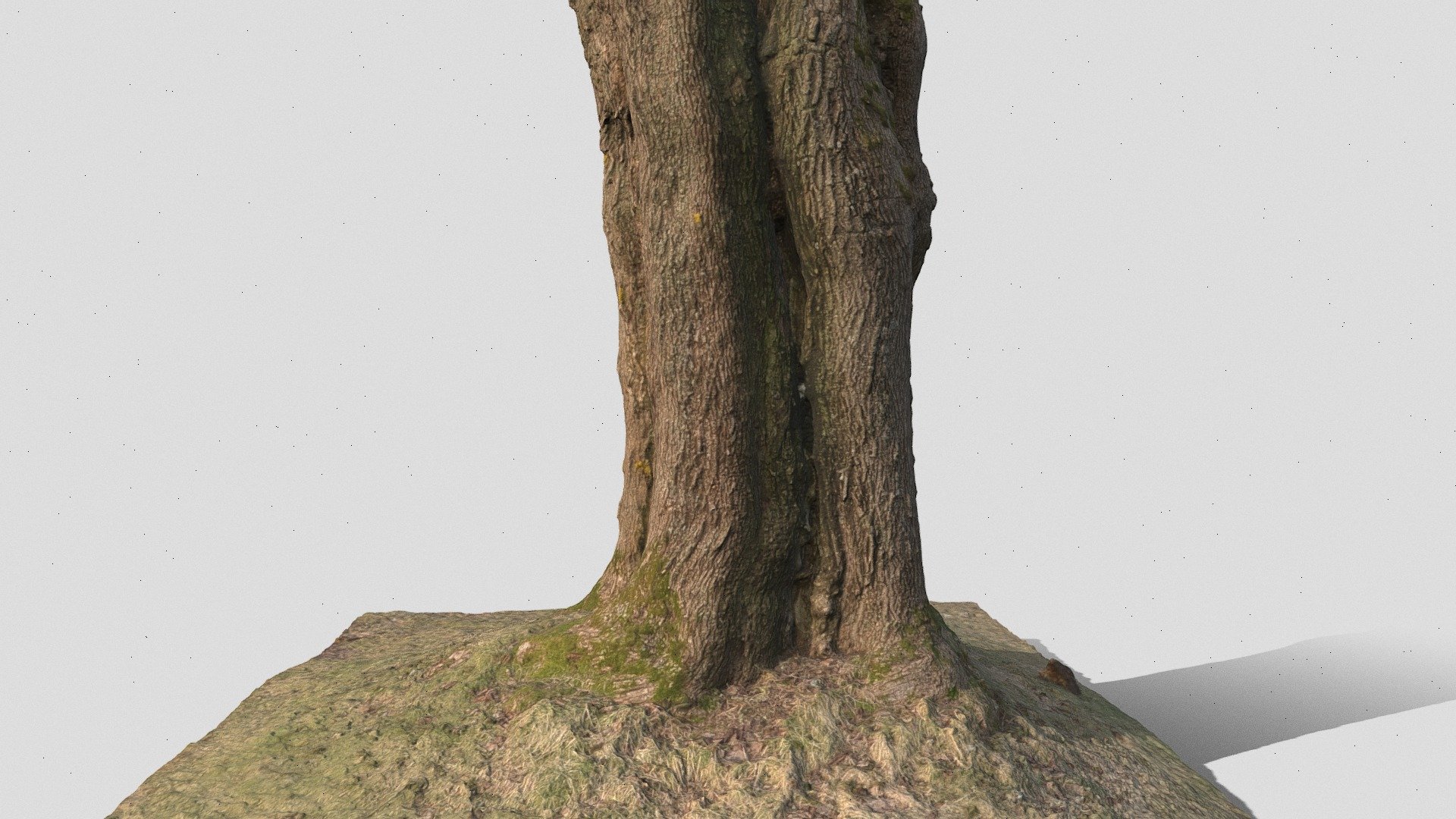 Tree rapid scan with GoPro Max - Download Free 3D model by Jukka ...