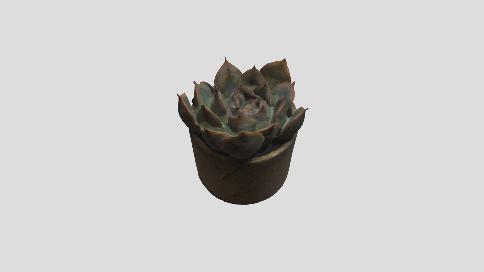 HD Photo Modeling Of Succulents - Download Free 3D model by antoine2022 ...