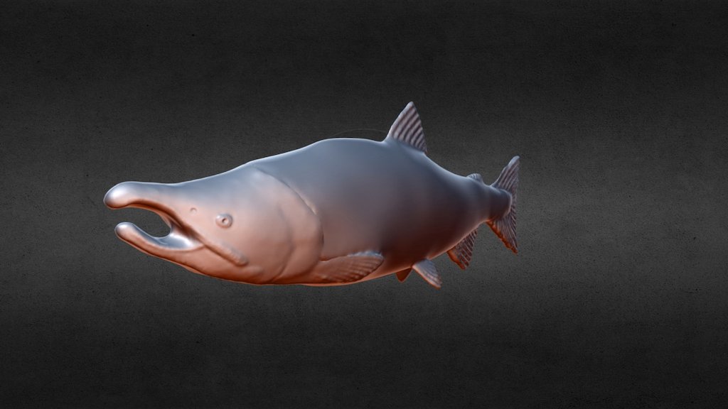 COHO Salmon - 3D model by makerof3d [486eef3] - Sketchfab