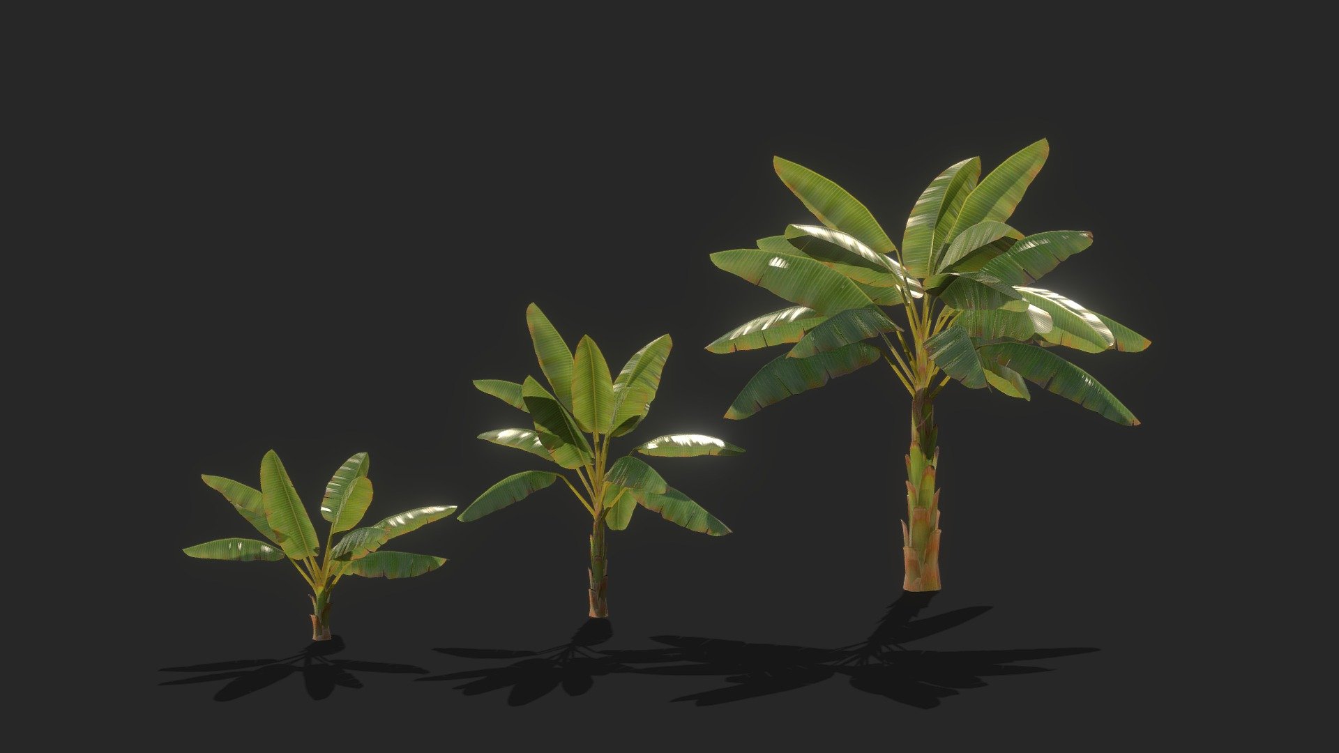 BANANA TREE - Buy Royalty Free 3D model by UJJWAL CHAUHAN (@Ujjwal ...