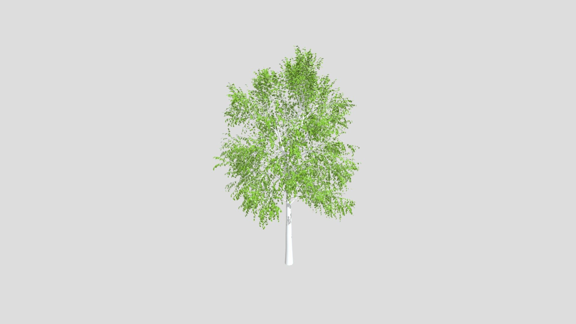 Birch - 3D model by hande.kaya2397 [4874e58] - Sketchfab