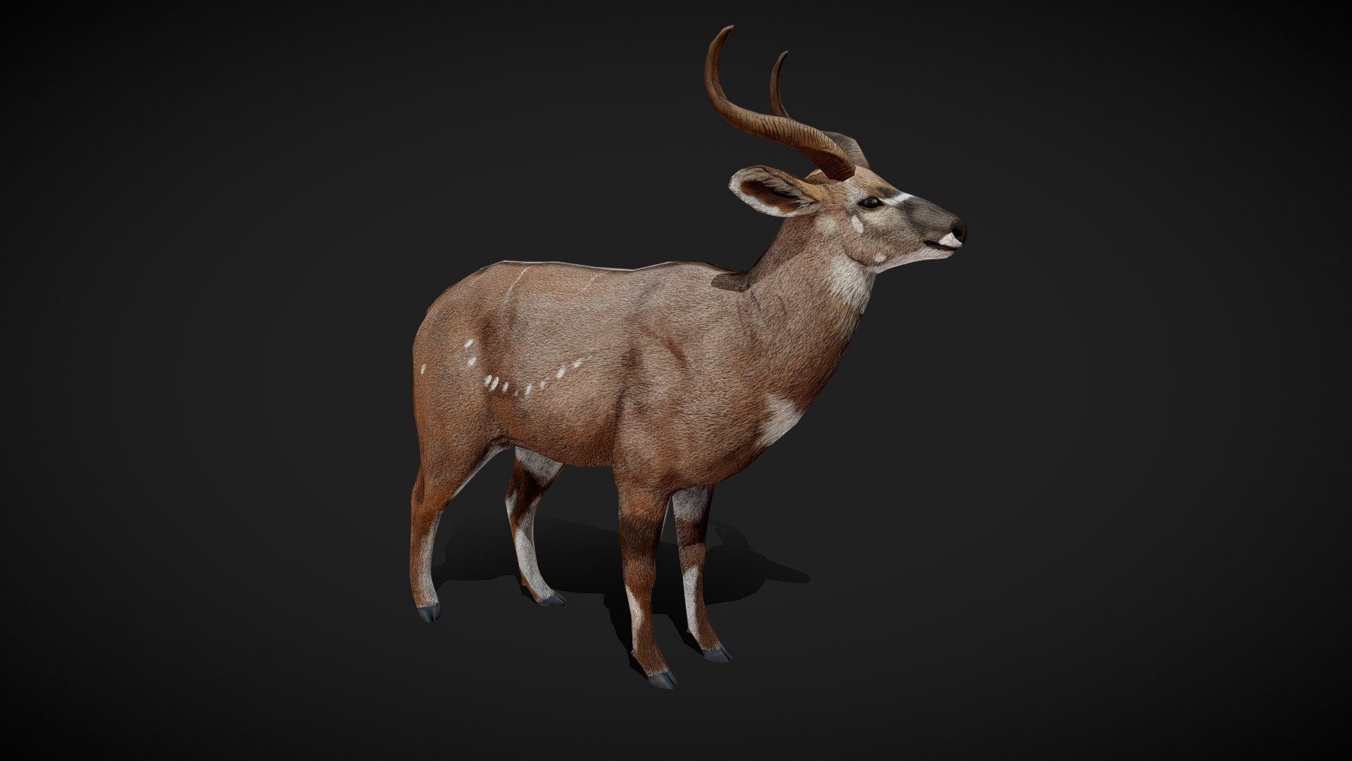 Tragelaphus Buxtoni - Mountain nyala - 3D model by shearaell [4877da1 ...
