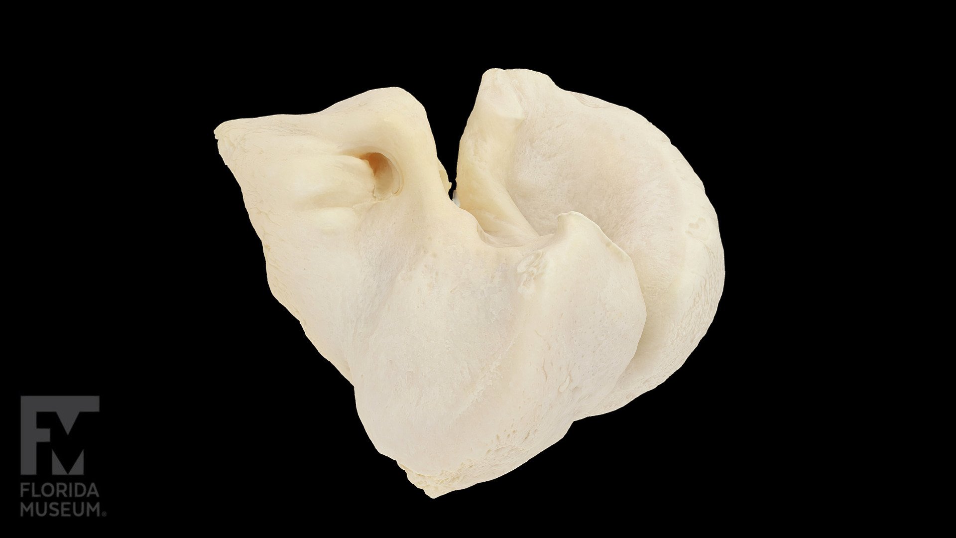 Partial manatee ear bone - 3D model by FloridaMuseum [487aab0] - Sketchfab