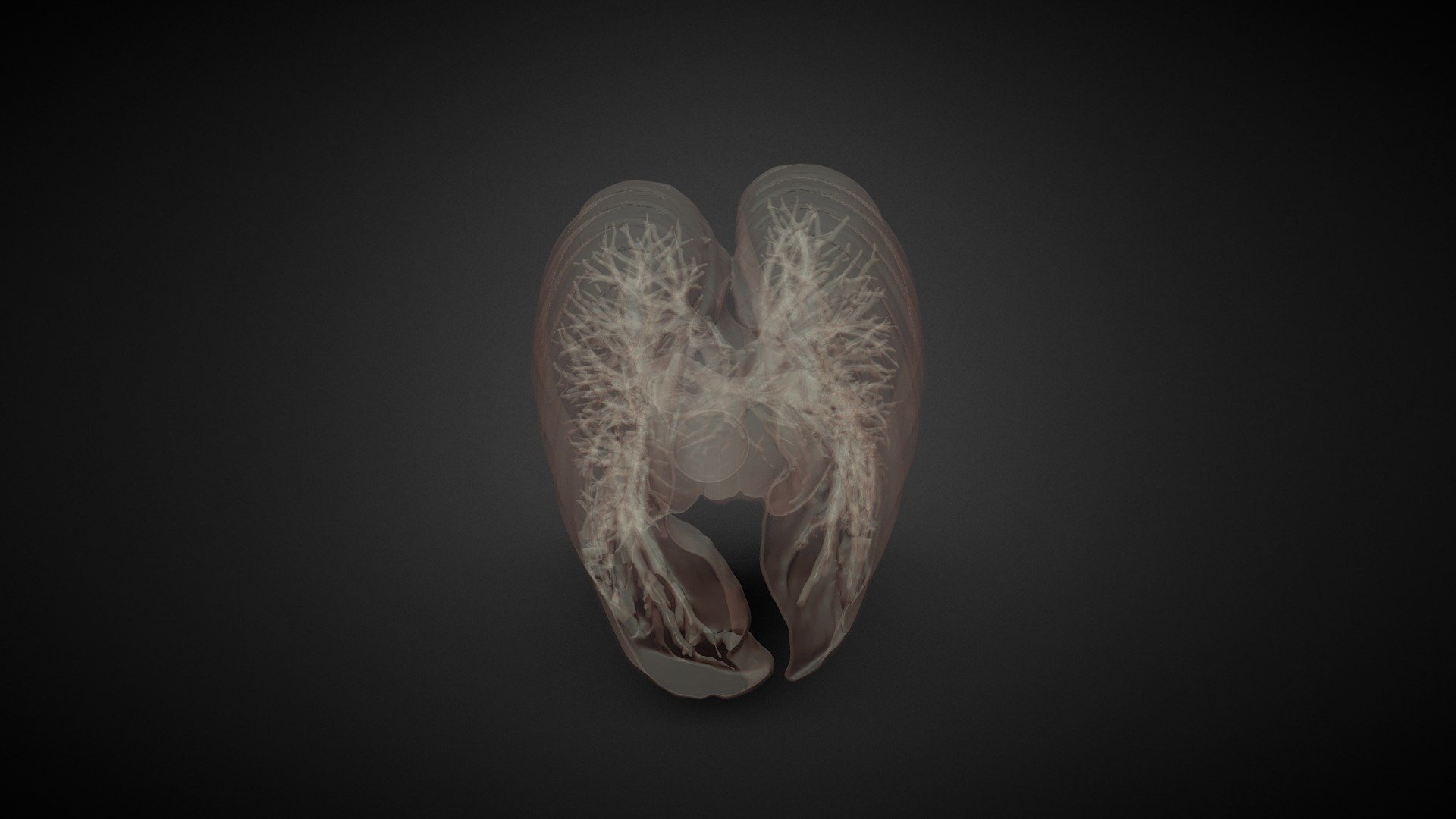 Normal: Lungs - Download Free 3D model by Amogh Batwal (@amoghbatwal ...