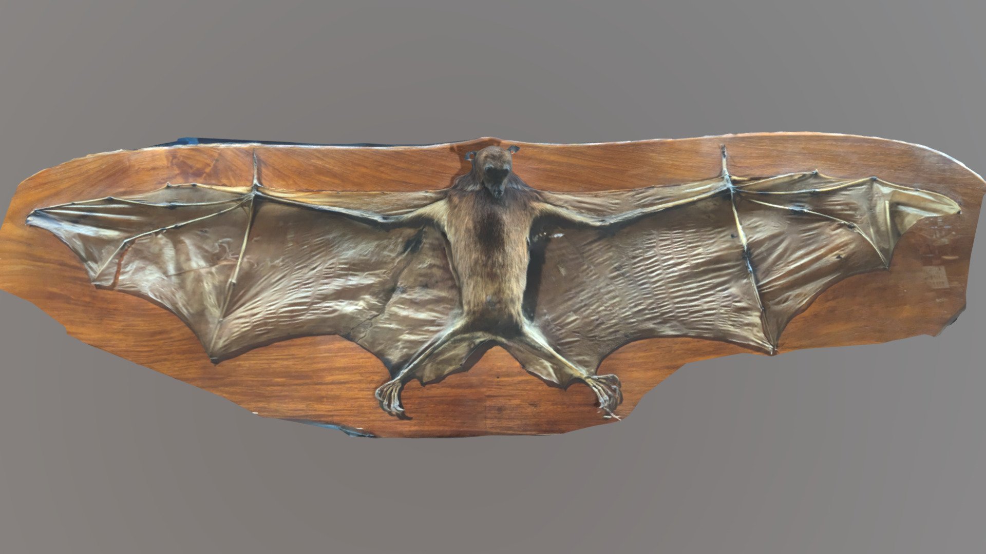 Chauve Souris - Download Free 3D model by Tavernier Amaury ...