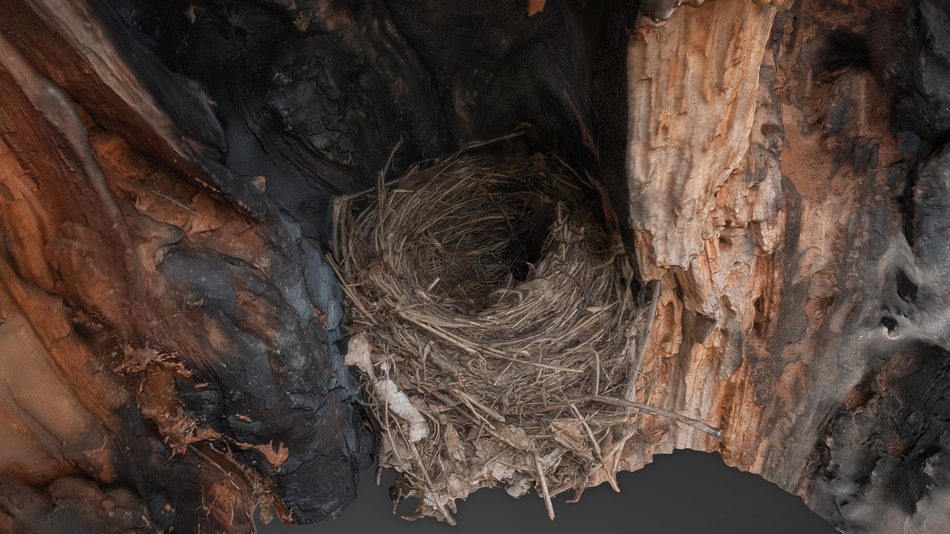 Tree hollow bird nest - Download Free 3D model by matousekfoto [4881307 ...