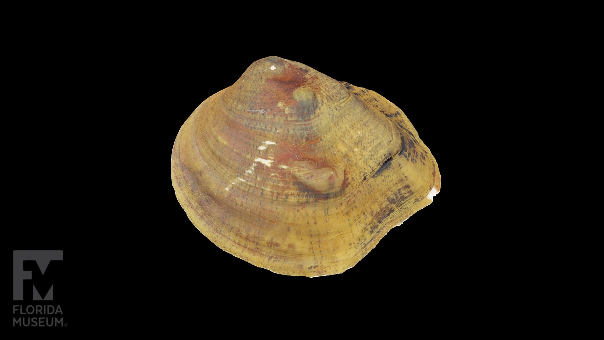 Threehorn wartyback - Freshwater Mussel - 3D model by FloridaMuseum ...