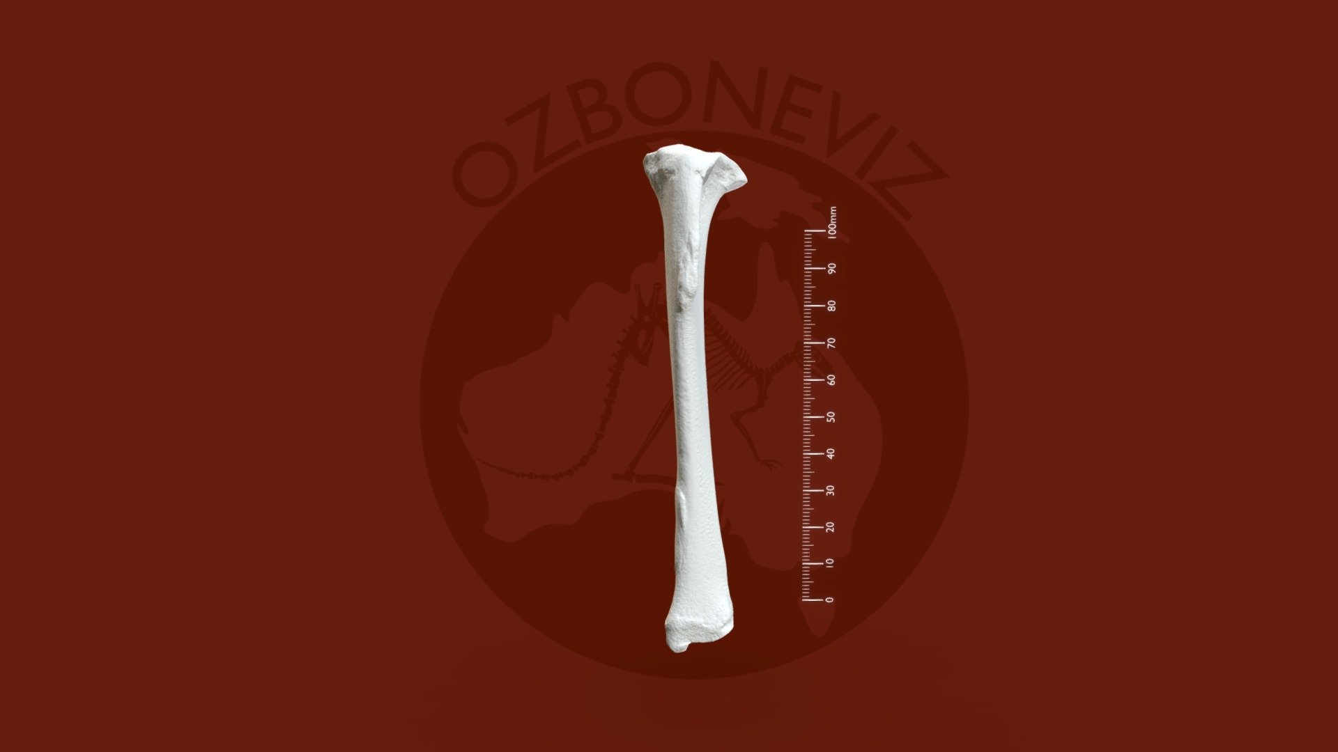 Goodfellow's tree-kangaroo tibia - 3D model by Ozboneviz [488839d ...