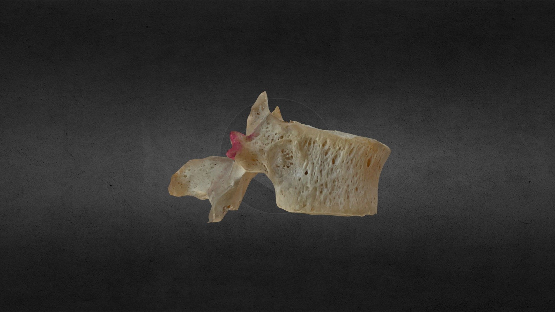 T12 (atypical thoracic vertebrae) - 3D model by prajjawalit [488febe ...