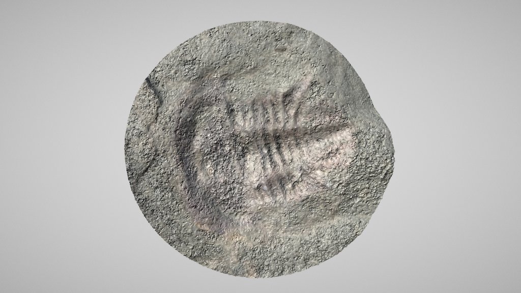 Trilobites - A 3D model collection by Geoscience Research Institute ...