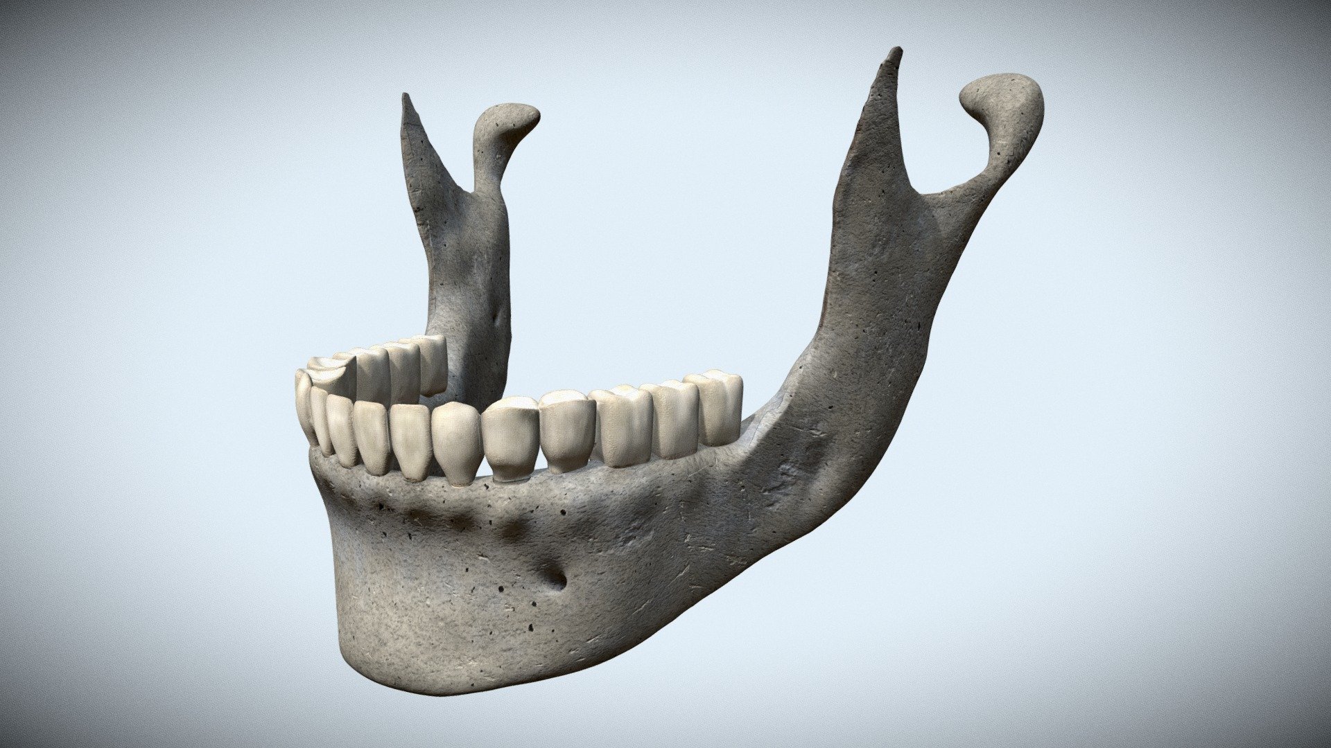 mandibular - 3D model by INYOUNG (@seo.i.y96) [48918ac] - Sketchfab